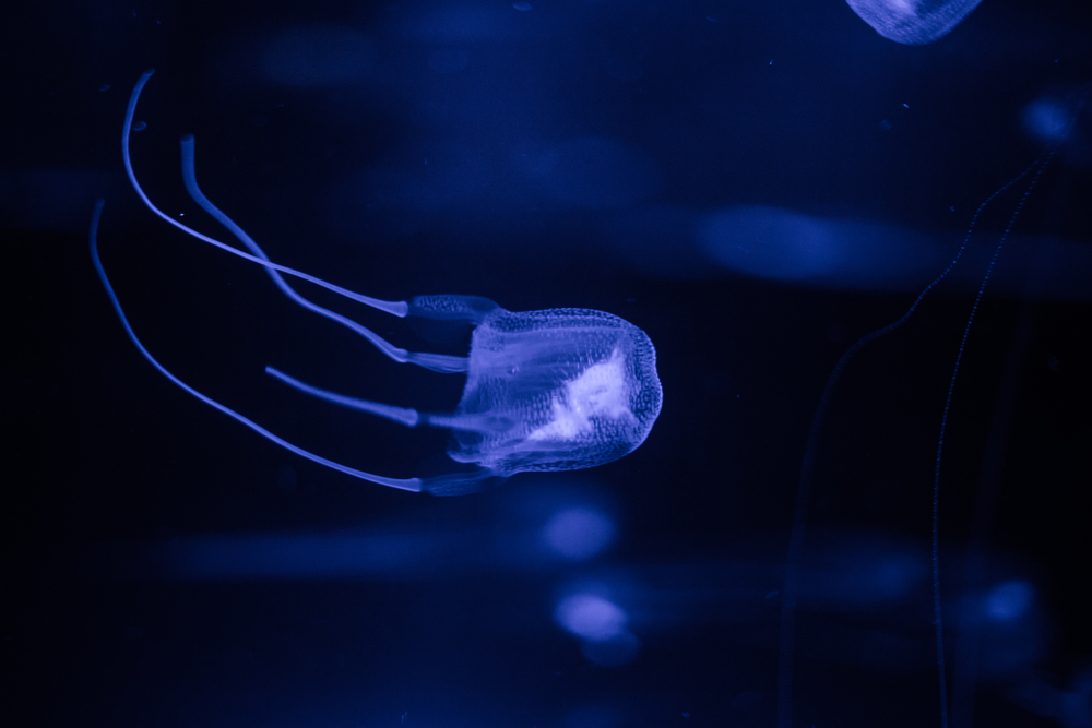 Box Jellyfish Season Survival Guide: How to Stay Safe